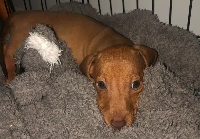 Dog Bee Sting Allergy: Learn from Echo's Story - PD Insurance