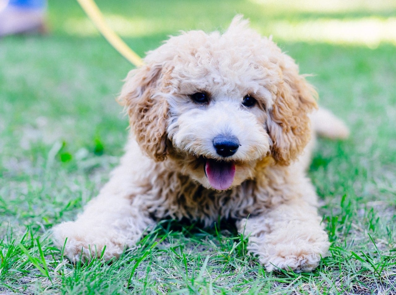 What Is the Price of a Goldendoodle/Groodle Dog in Australia? - PD ...