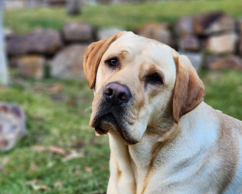 My Dog Ate a Stone (and More)! Here's Archie's Story - PD Insurance