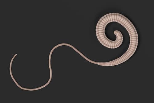 Intestinal Worms in Dogs - Prevention, Identification and Treatment ...