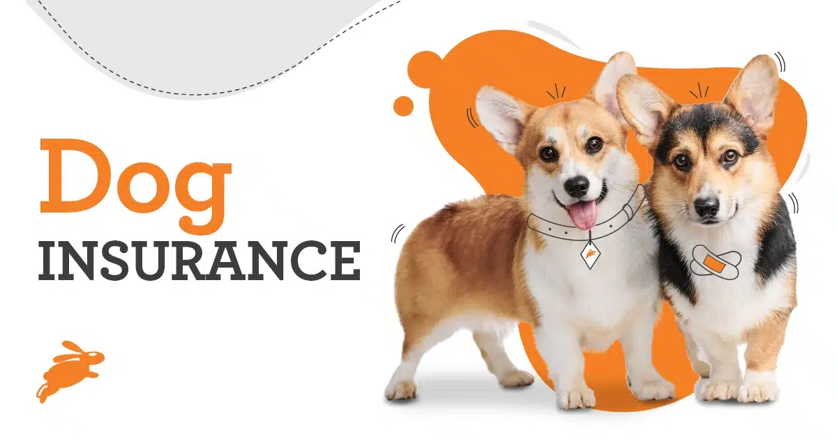 Dog Insurance Australia | Save on Pet Insurance - PD Insurance