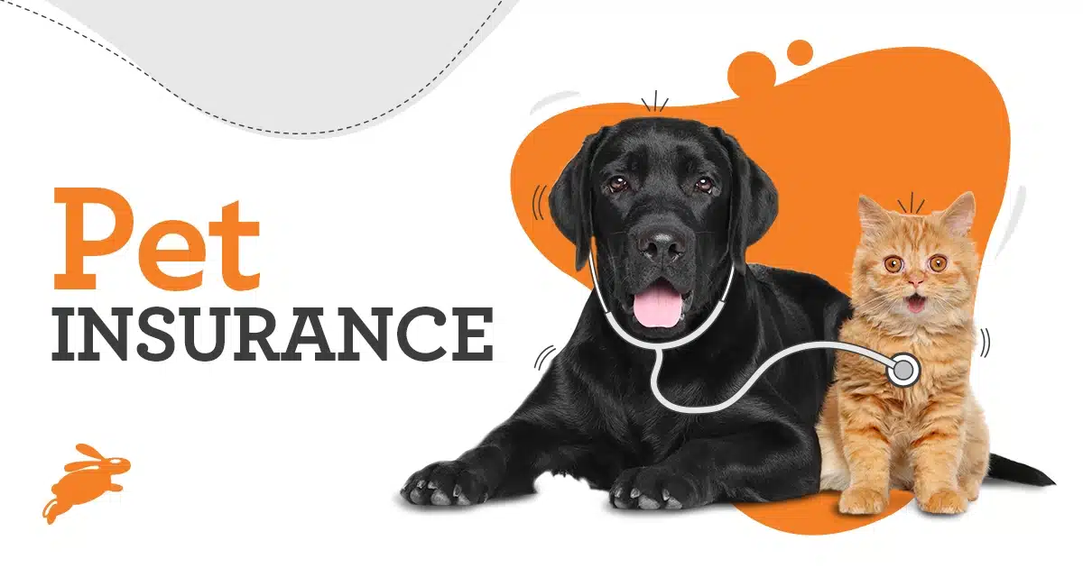 Pet Insurance Australia | Big Savings Online - PD Insurance