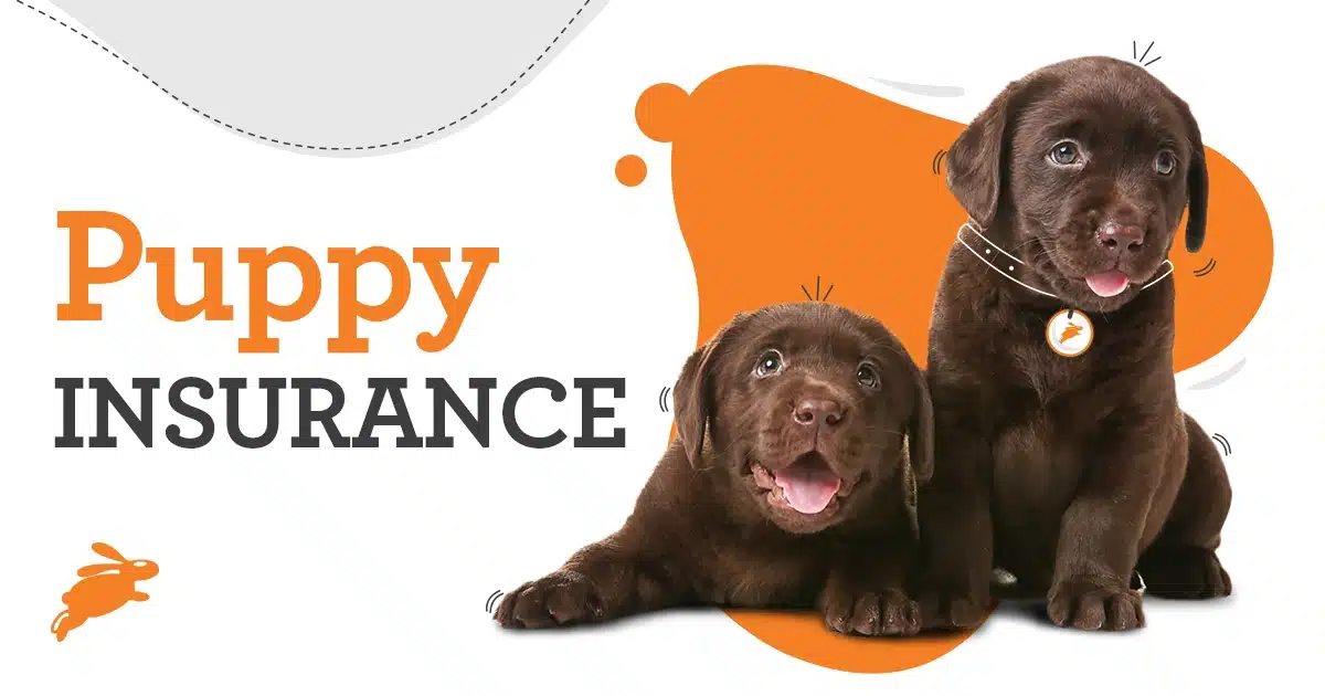 Puppy Insurance Australia | Save on Pet Insurance | PD Insurance