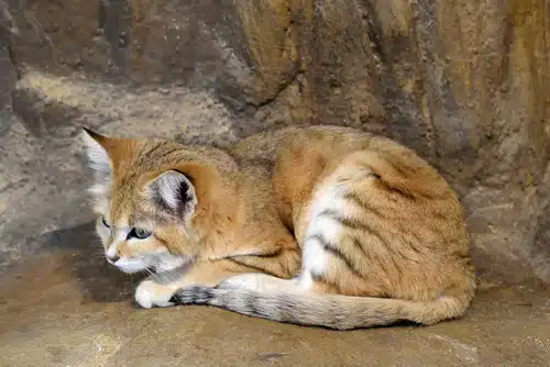 7 Sahara Sand Cat Questions Answered - PD Insurance