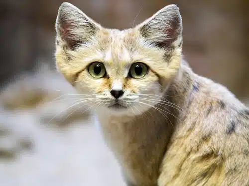 7 Sahara Sand Cat Questions Answered - PD Insurance