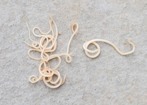 Intestinal Worms in Dogs - Prevention, Identification and Treatment ...