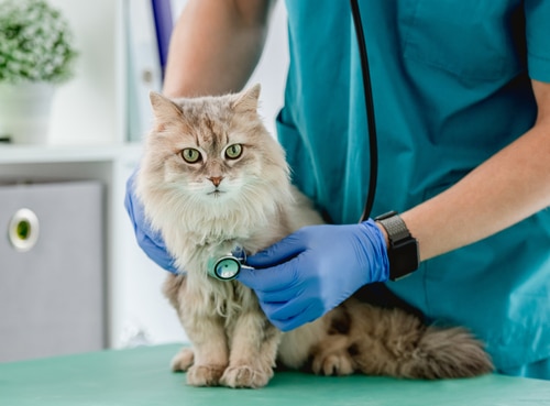 Cat Thyroid Disease The 101 Pd Insurance