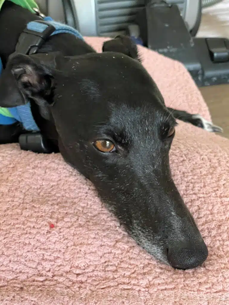 Dog Bitten By Brown Snake: Meet Coco The Whippet - PD Insurance