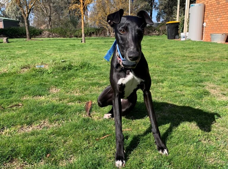 Dog Bitten By Brown Snake: Meet Coco The Whippet - PD Insurance