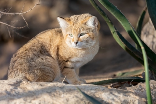 7 Sahara Sand Cat Questions Answered - PD Insurance