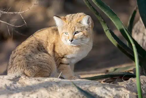 7 Sahara Sand Cat Questions Answered - PD Insurance