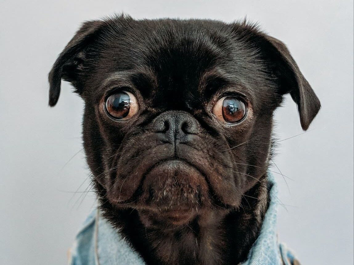 Hereditary and Congenital Conditions in Dogs: Different? - PD Insurance