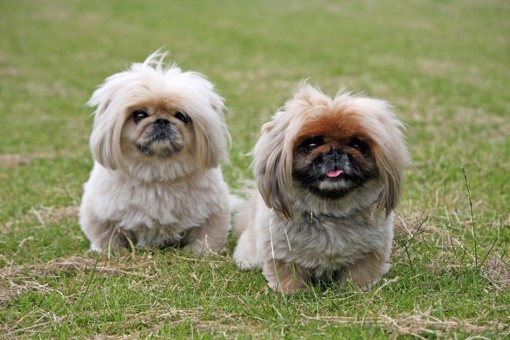 Pekingese Dog: Meet the Adorable 'Lion Dog' - PD Insurance