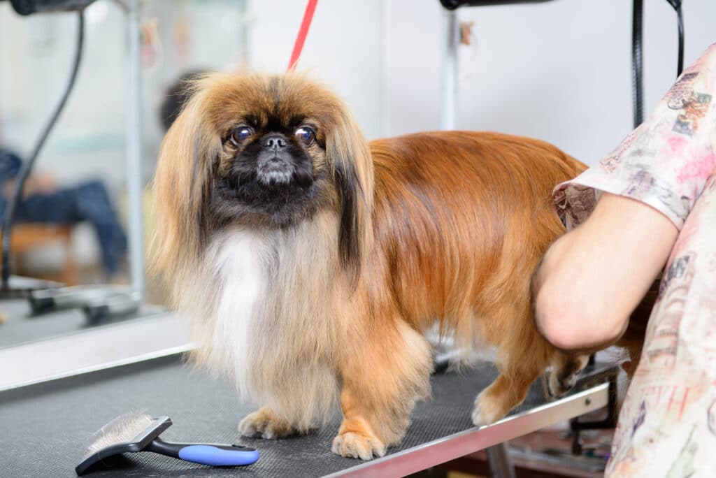 Pekingese Dog: Meet the Adorable 'Lion Dog' - PD Insurance