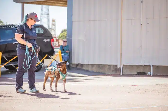 Dog Trainer - Interview with a Dogs West Member - PD Insurance