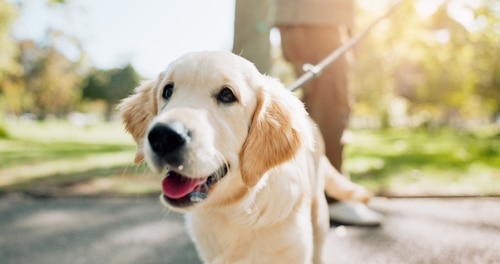 How to Get a Guide Dog in Australia - PD Insurance