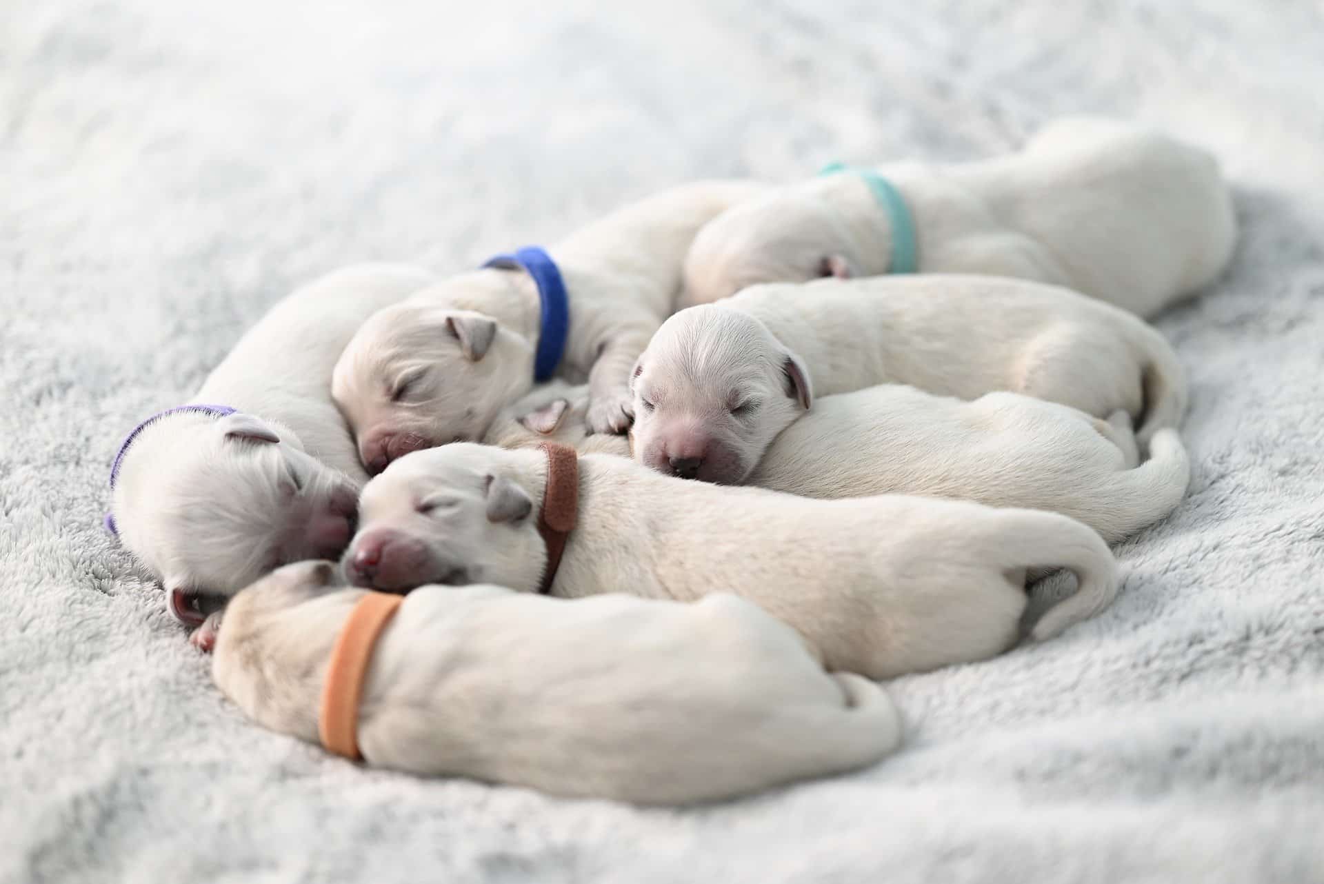 Facts About Dogs and Puppies That Will Blow Your Mind - PD Insurance