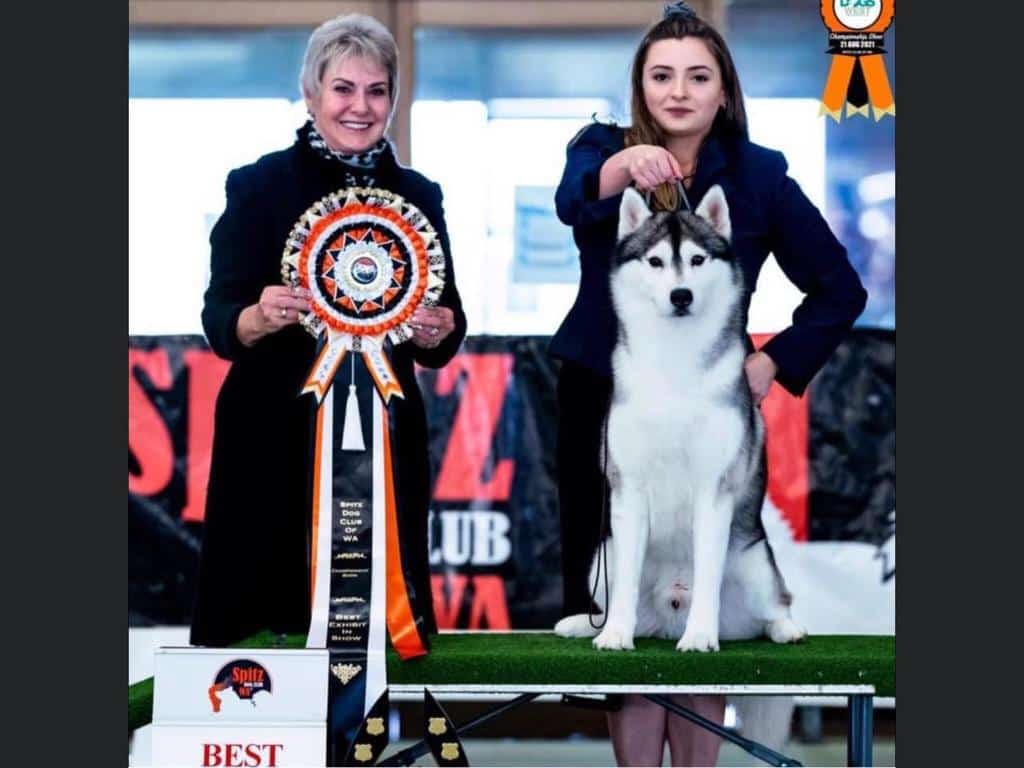 Dog Show: Interview with a Conformation Judge - PD Insurance
